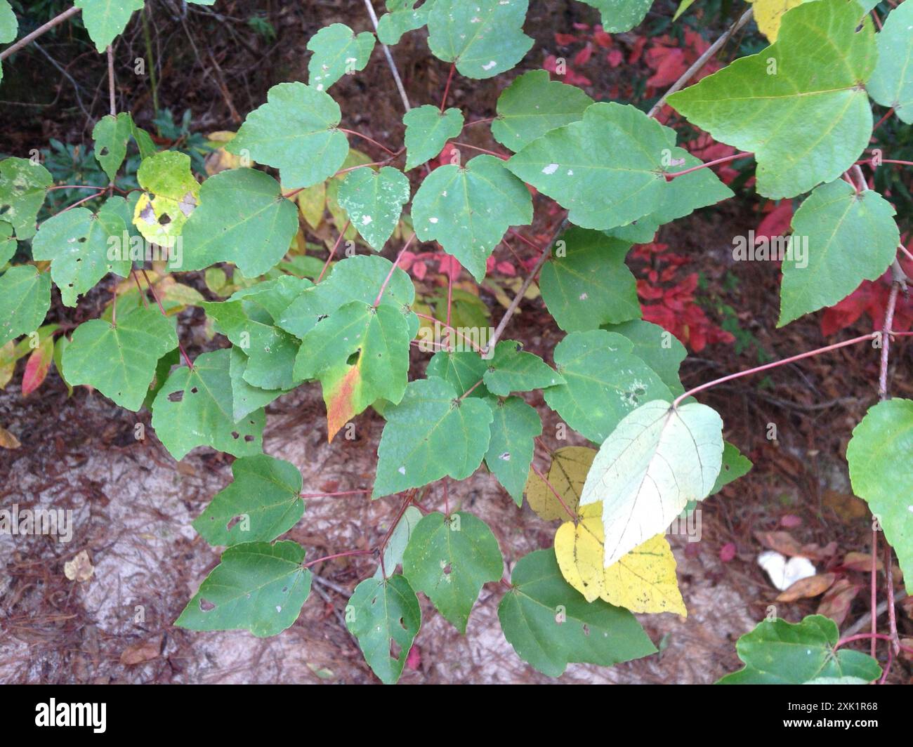 red maple (Acer rubrum) Plantae Stock Photo - Alamy