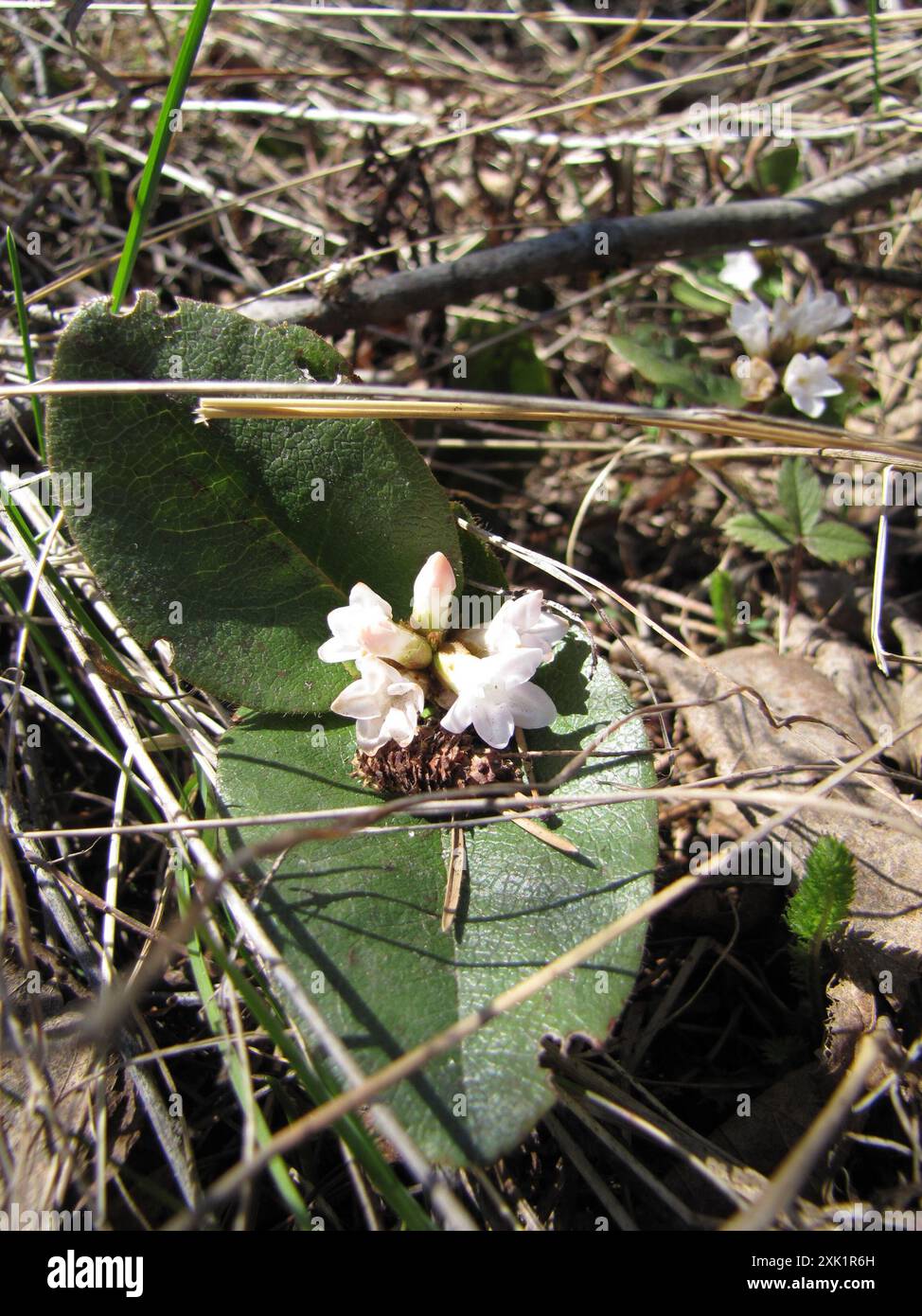 trailing arbutus (Epigaea repens) Plantae Stock Photo - Alamy