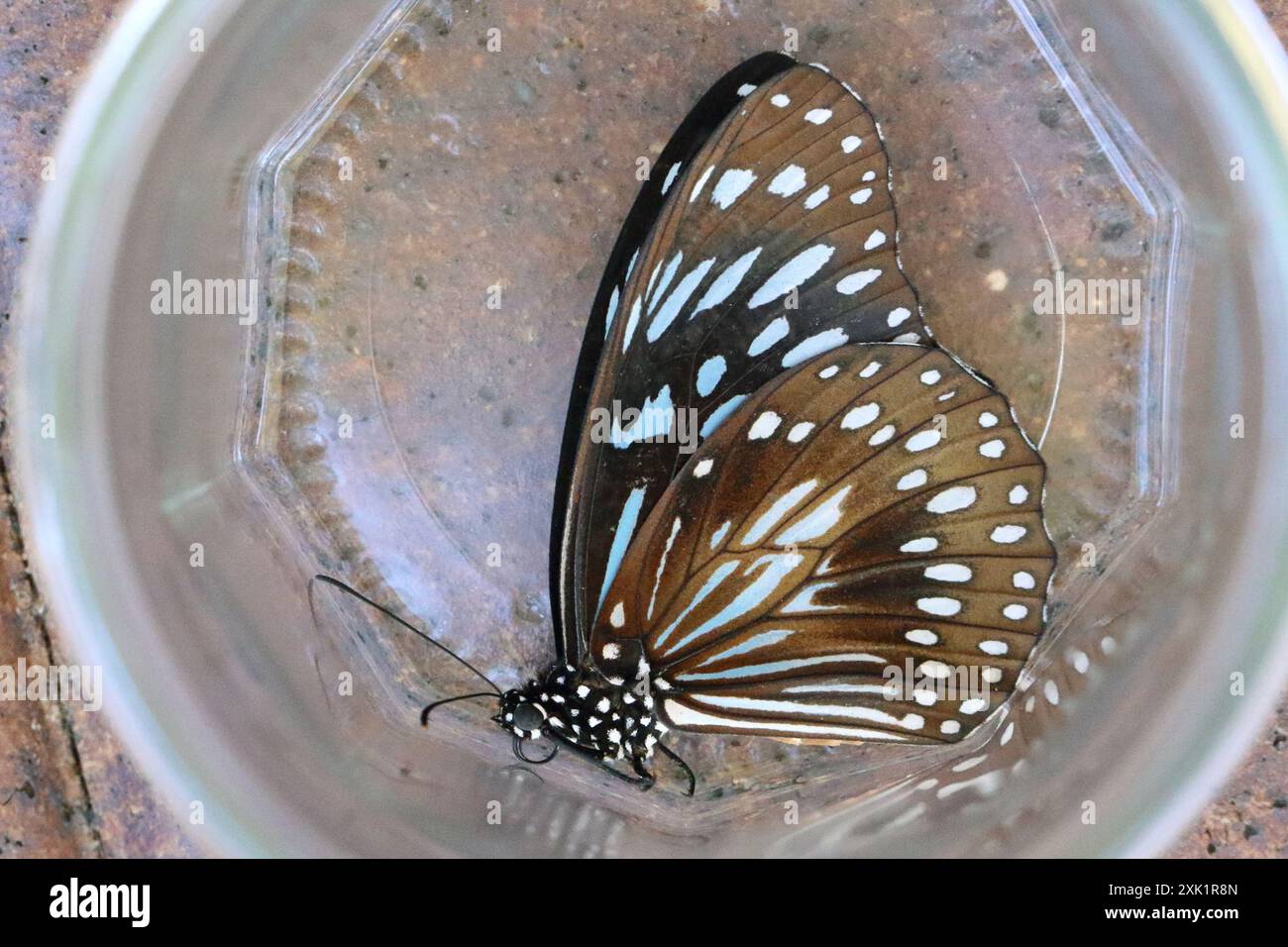 Blue Wanderer (Tirumala hamata) Insecta Stock Photo - Alamy