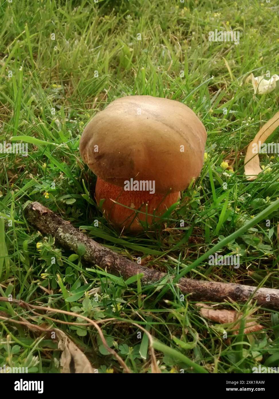 Bitter Beech Bolete (Caloboletus calopus) Fungi Stock Photo - Alamy