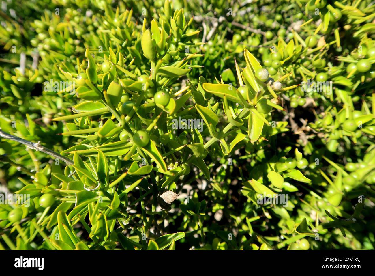 Needle Bush (Azima tetracantha) Plantae Stock Photo - Alamy