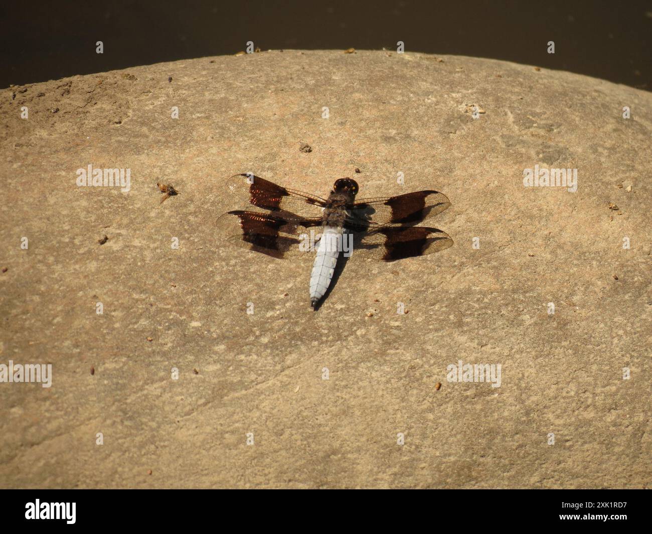 Common Whitetail (Plathemis lydia) Insecta Stock Photo - Alamy