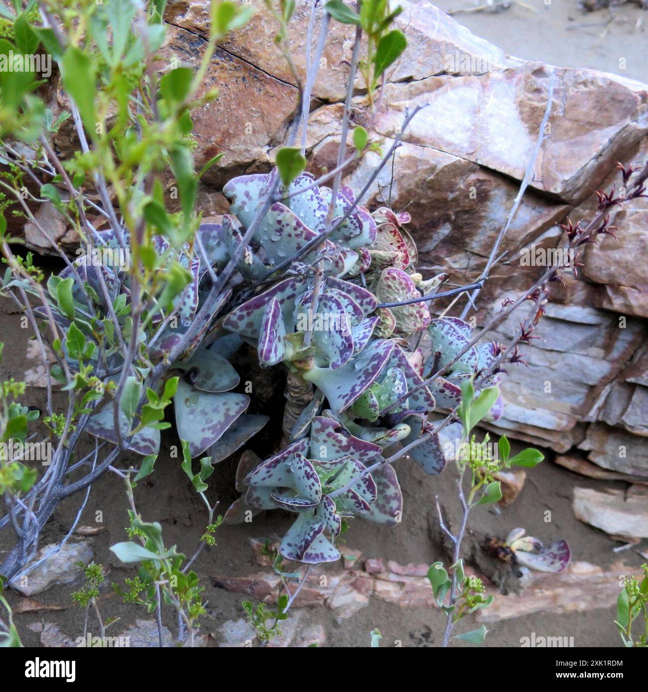 Duckfoot Adromischus (Adromischus triflorus) Plantae Stock Photo - Alamy
