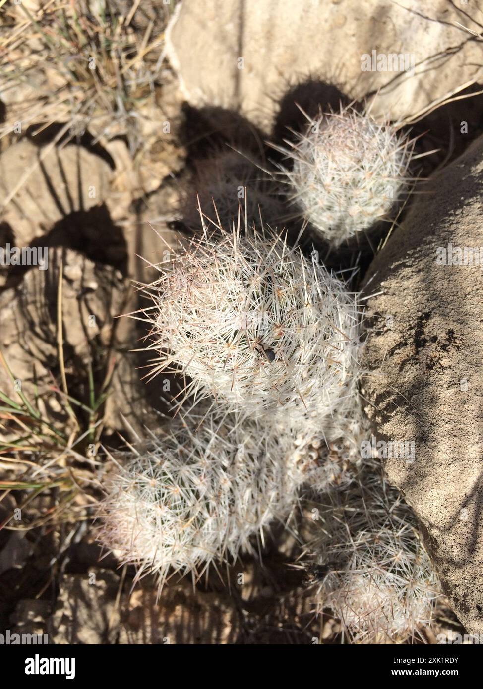 Whitecolumn Foxtail Cactus (Escobaria tuberculosa) Plantae Stock Photo ...