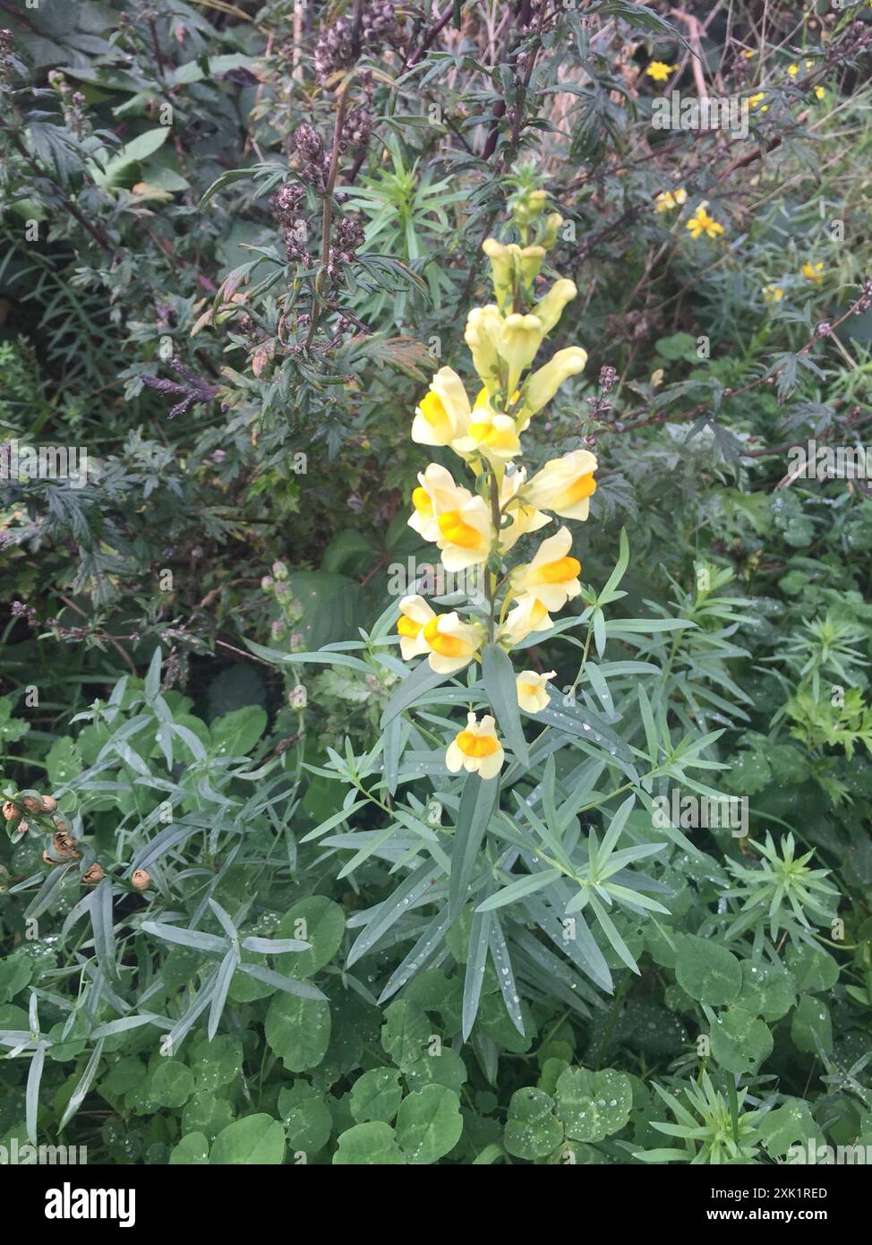 common toadflax (Linaria vulgaris) Plantae Stock Photo - Alamy
