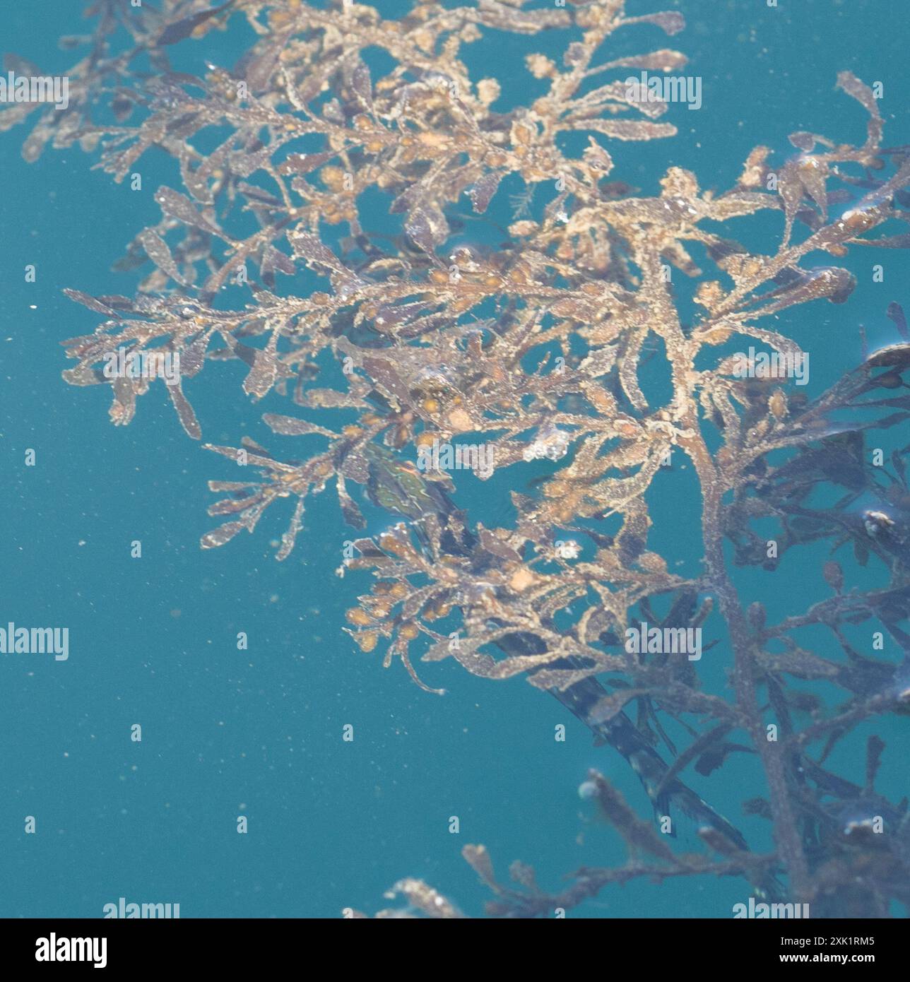 Clinidae hi-res stock photography and images - Alamy