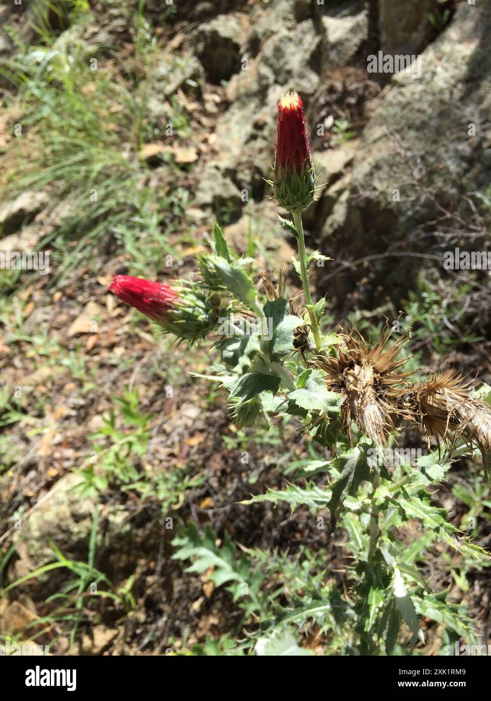 Arizona thistle (Cirsium arizonicum) Plantae Stock Photo - Alamy
