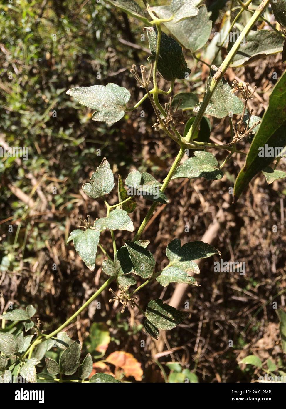 Pipestem Clematis (Clematis lasiantha) Plantae Stock Photo - Alamy