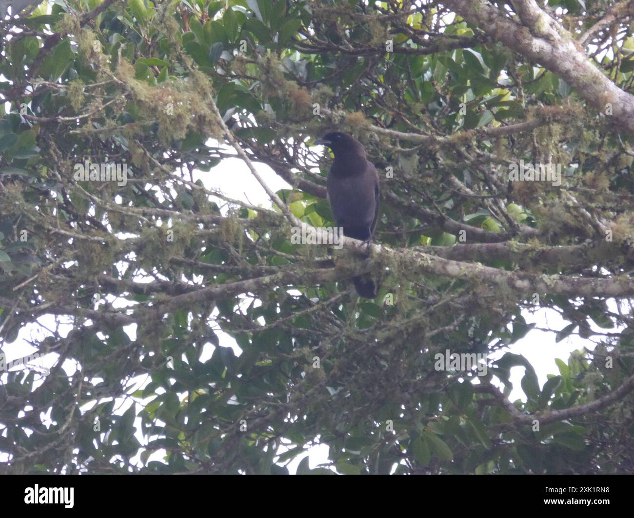 Purplish Jay (Cyanocorax cyanomelas) Aves Stock Photo - Alamy