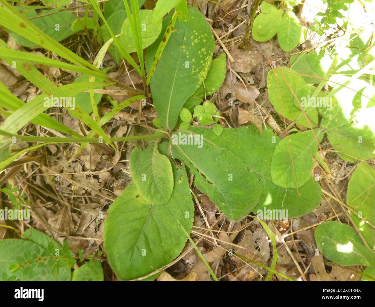 common elephant's-foot (Elephantopus tomentosus) Plantae Stock Photo ...