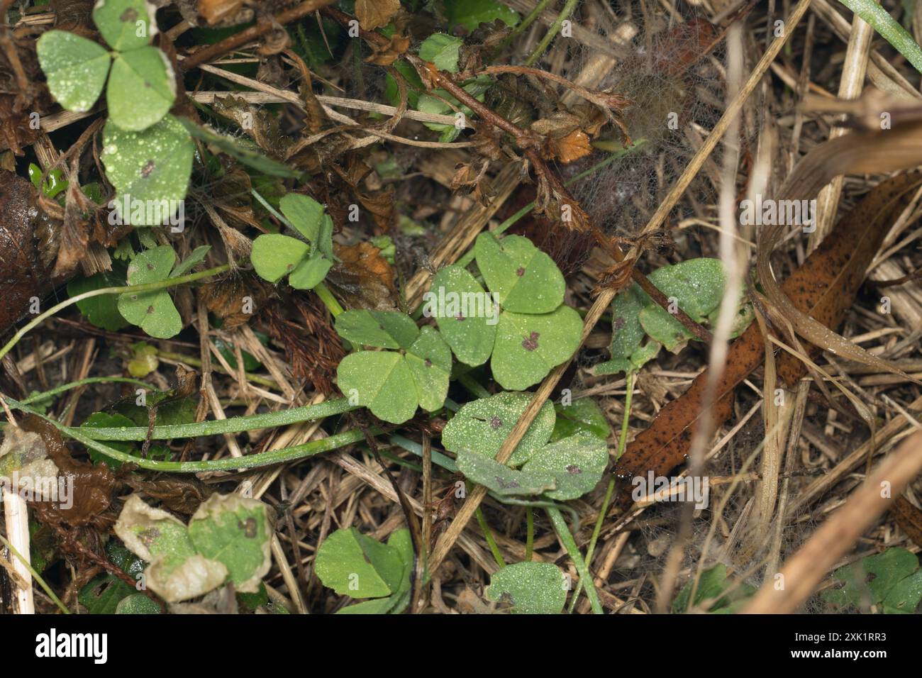 Spotted medick (Medicago arabica) Plantae Stock Photo - Alamy