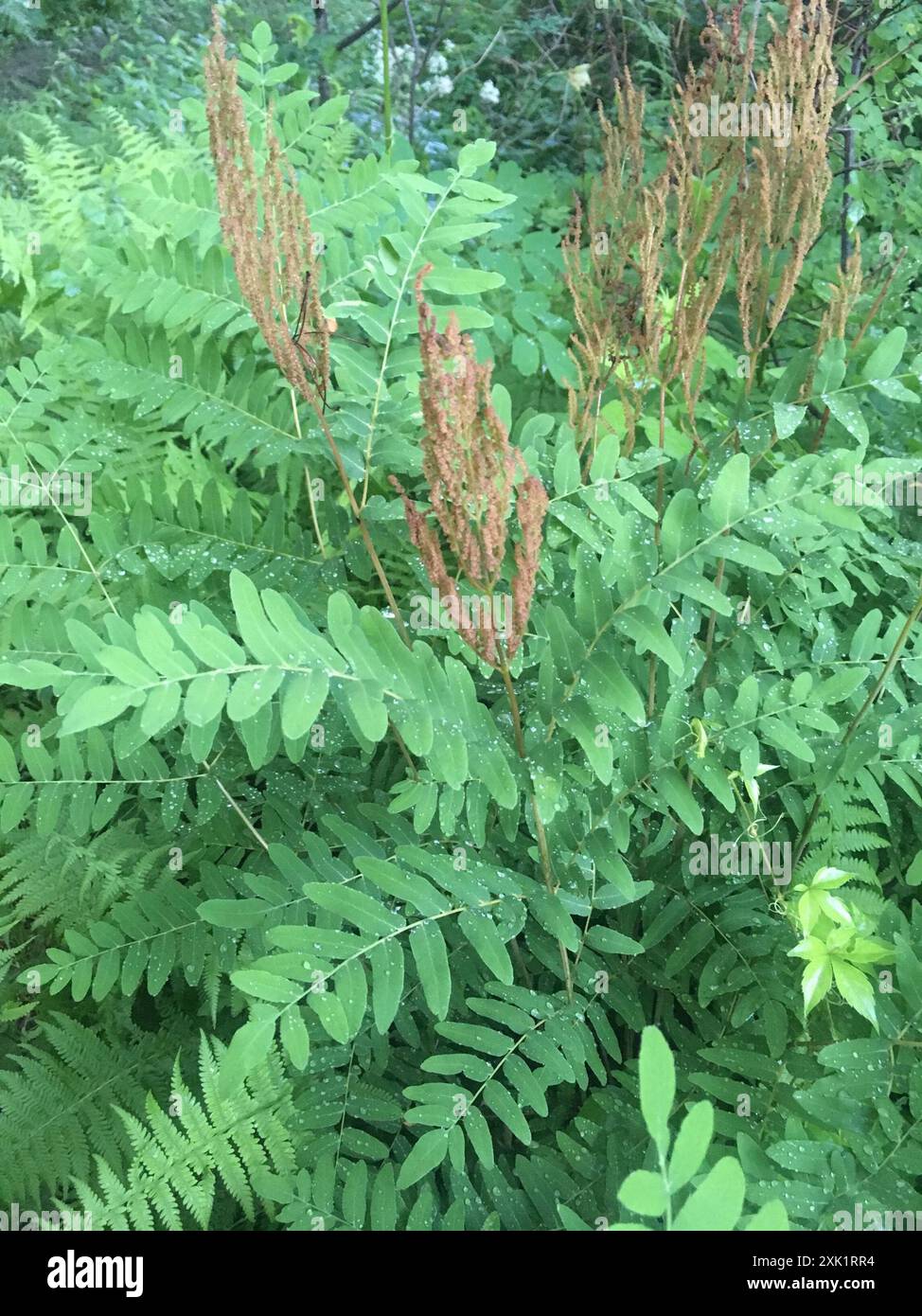 American Royal Fern (Osmunda spectabilis) Plantae Stock Photo - Alamy