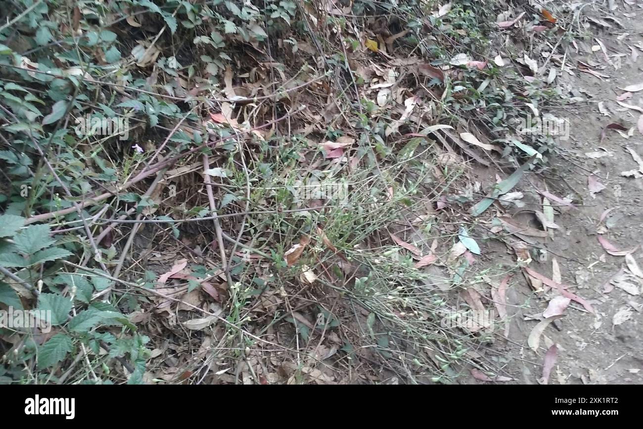 Jointed Charlock (Raphanus raphanistrum) Plantae Stock Photo - Alamy