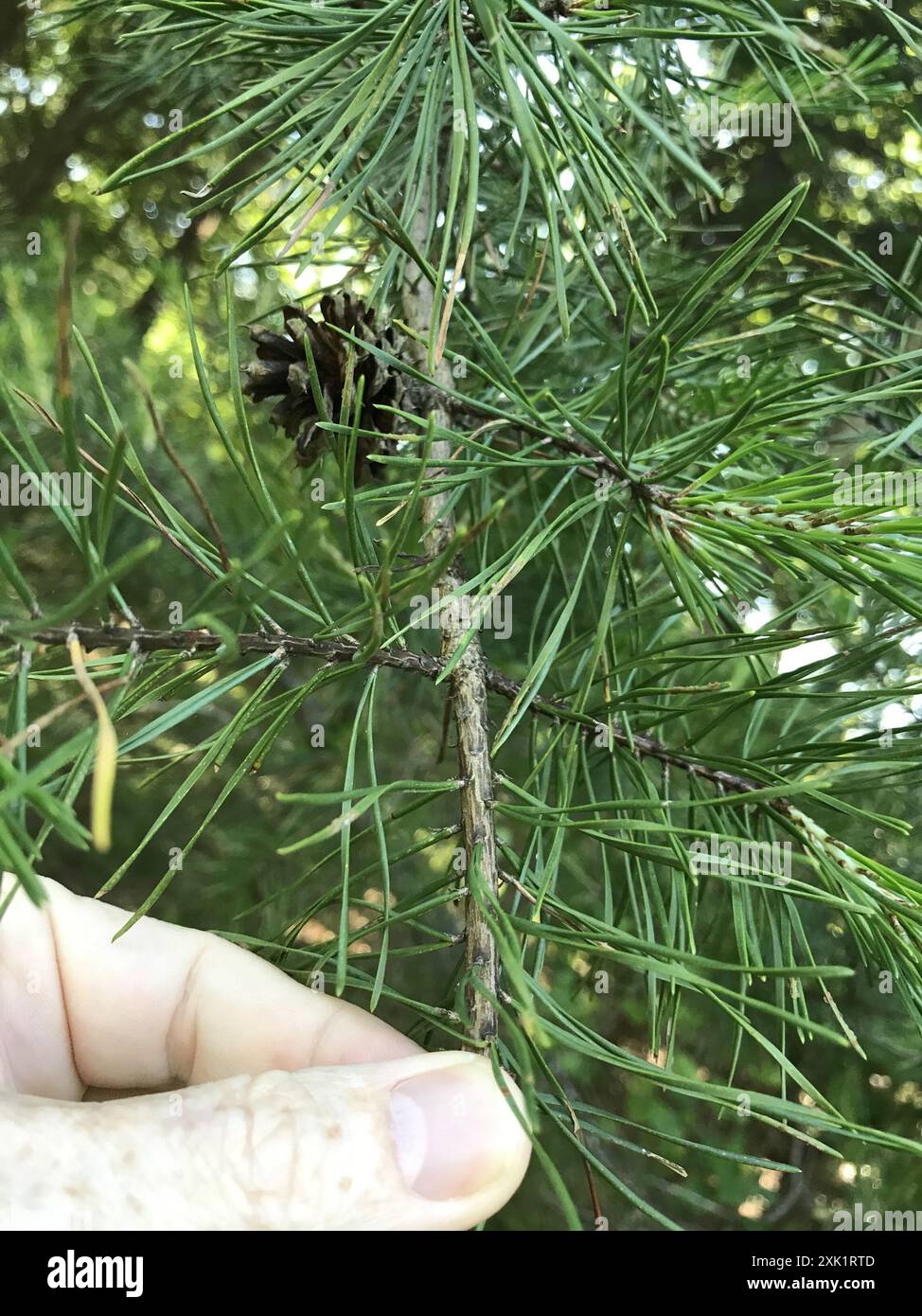 Virginia pine (Pinus virginiana) Plantae Stock Photo - Alamy