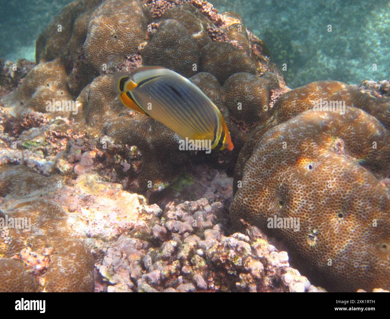 Indian Redfin Butterflyfish (Chaetodon trifasciatus) Actinopterygii ...