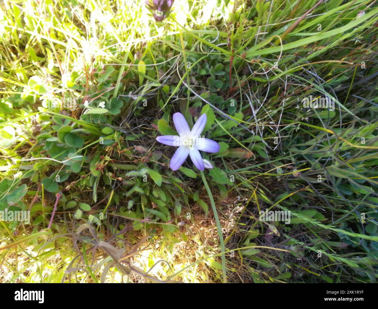 Dwarf Brodiaea (Brodiaea terrestris) Plantae Stock Photo - Alamy