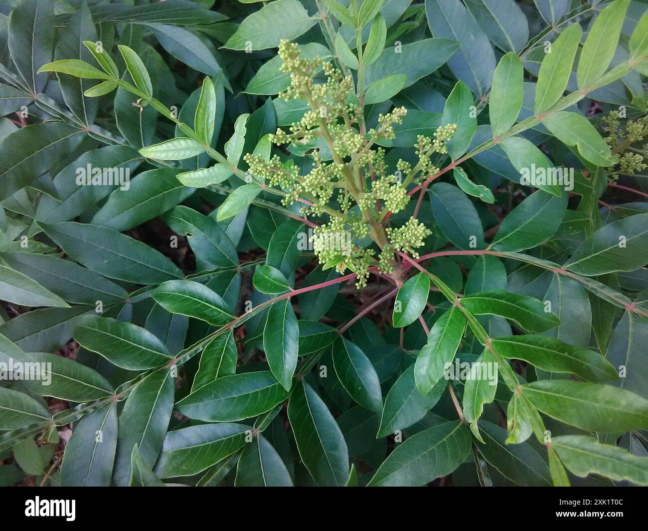 shining sumac (Rhus copallinum) Plantae Stock Photo - Alamy