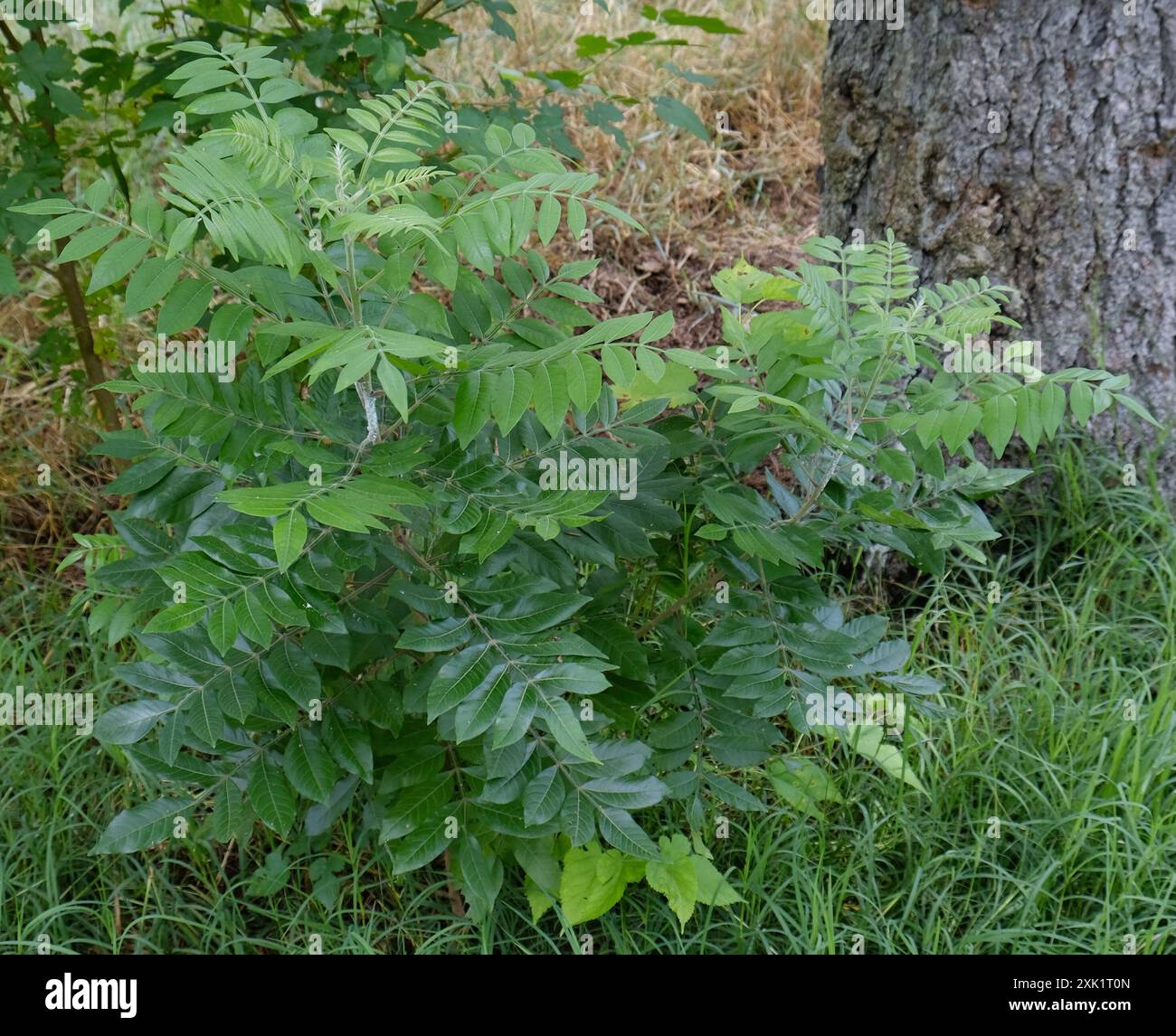shining sumac (Rhus copallinum) Plantae Stock Photo - Alamy