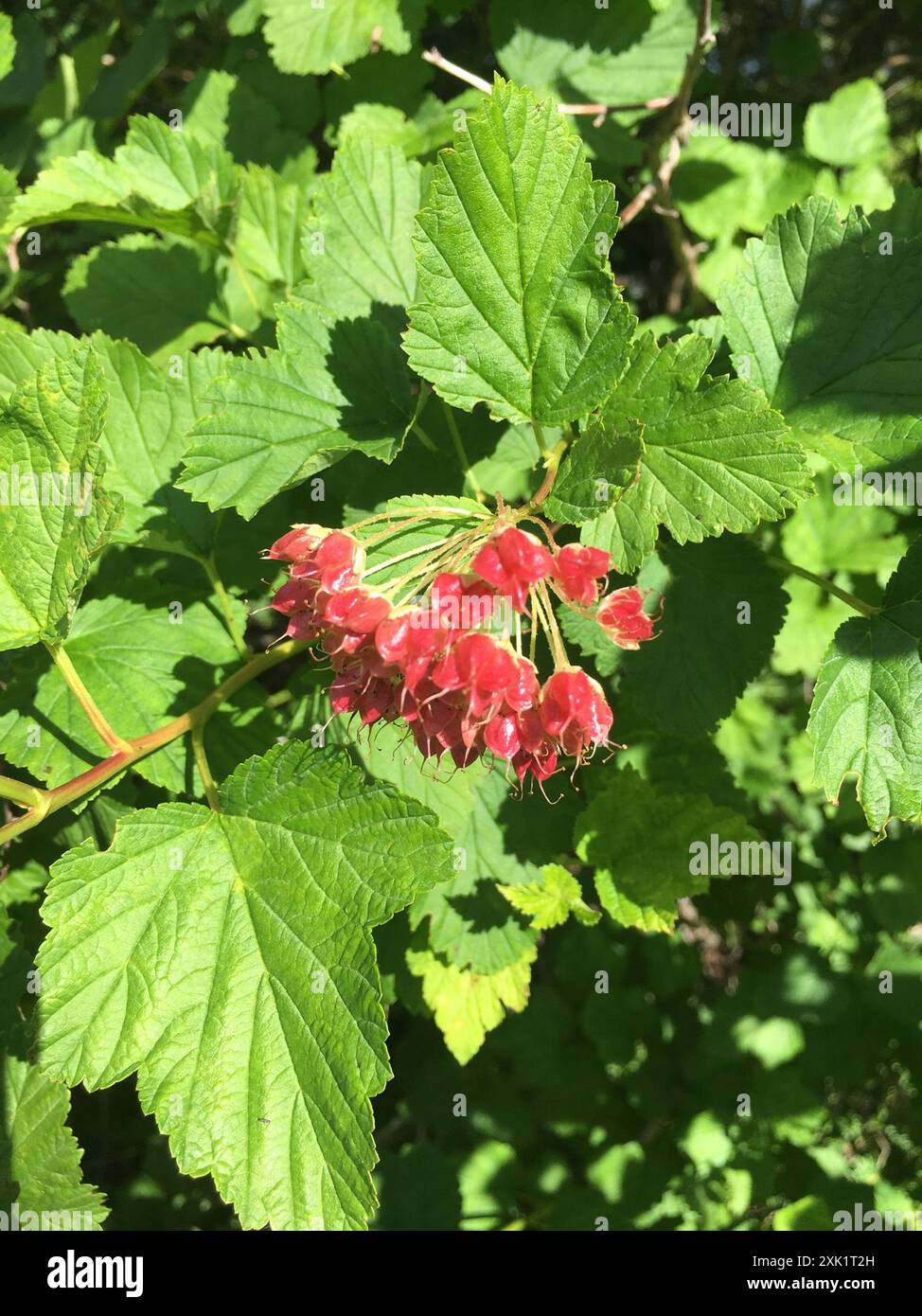 common ninebark (Physocarpus opulifolius) Plantae Stock Photo - Alamy
