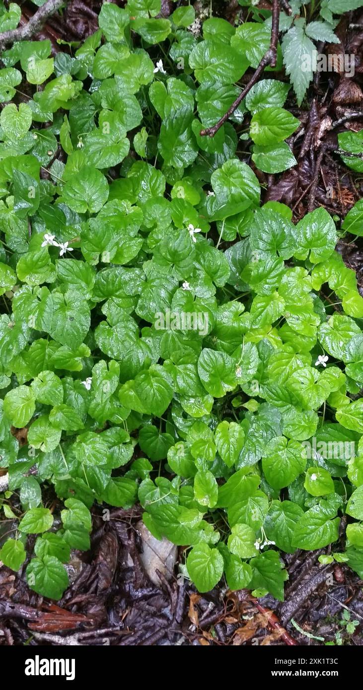 sweet white violet (Viola blanda) Plantae Stock Photo - Alamy