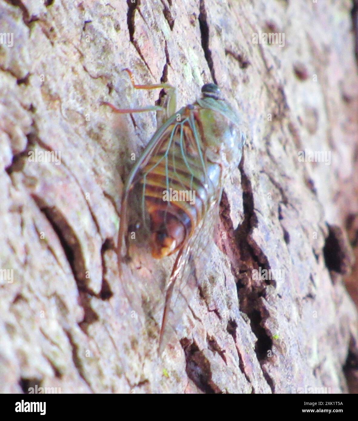 Typical Cicadas (Cicadidae) Insecta Stock Photo - Alamy
