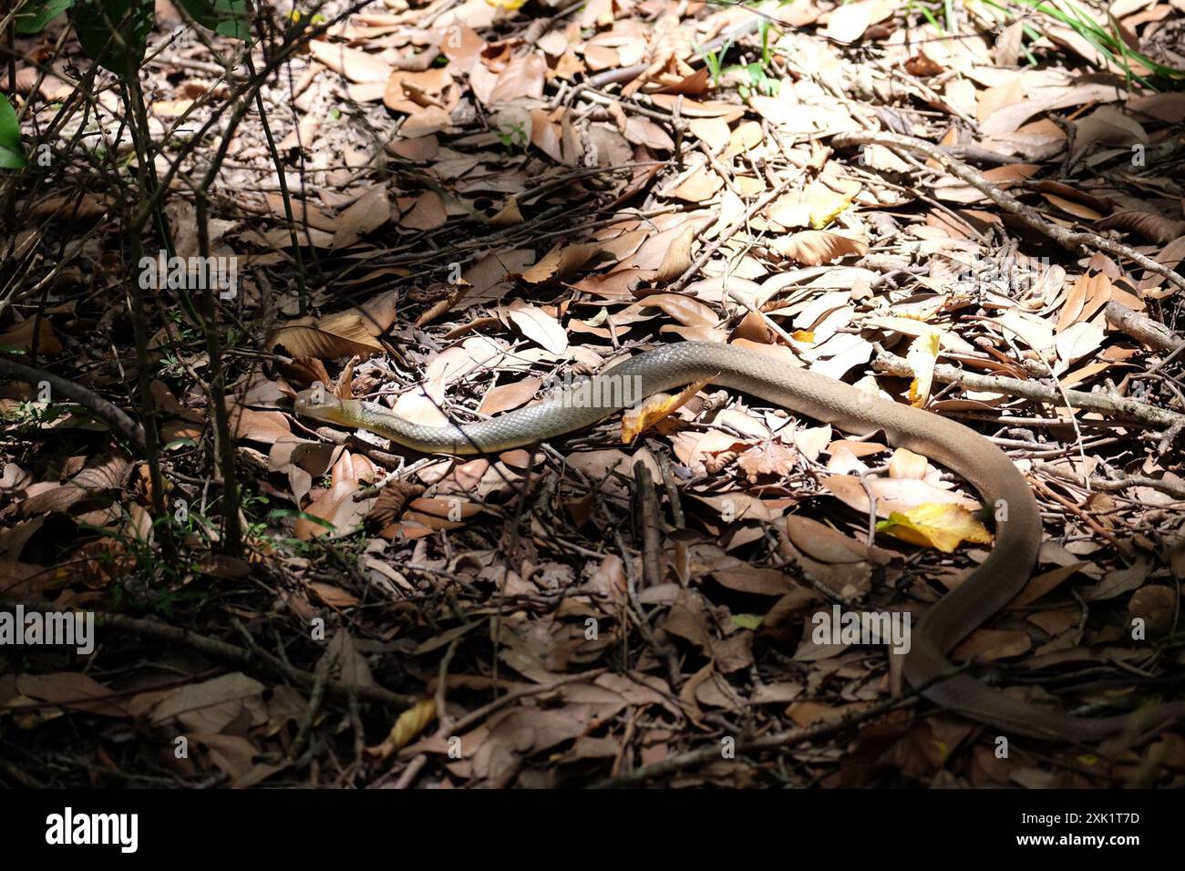 Eastern Yellow-bellied Racer (Coluber constrictor flaviventris ...