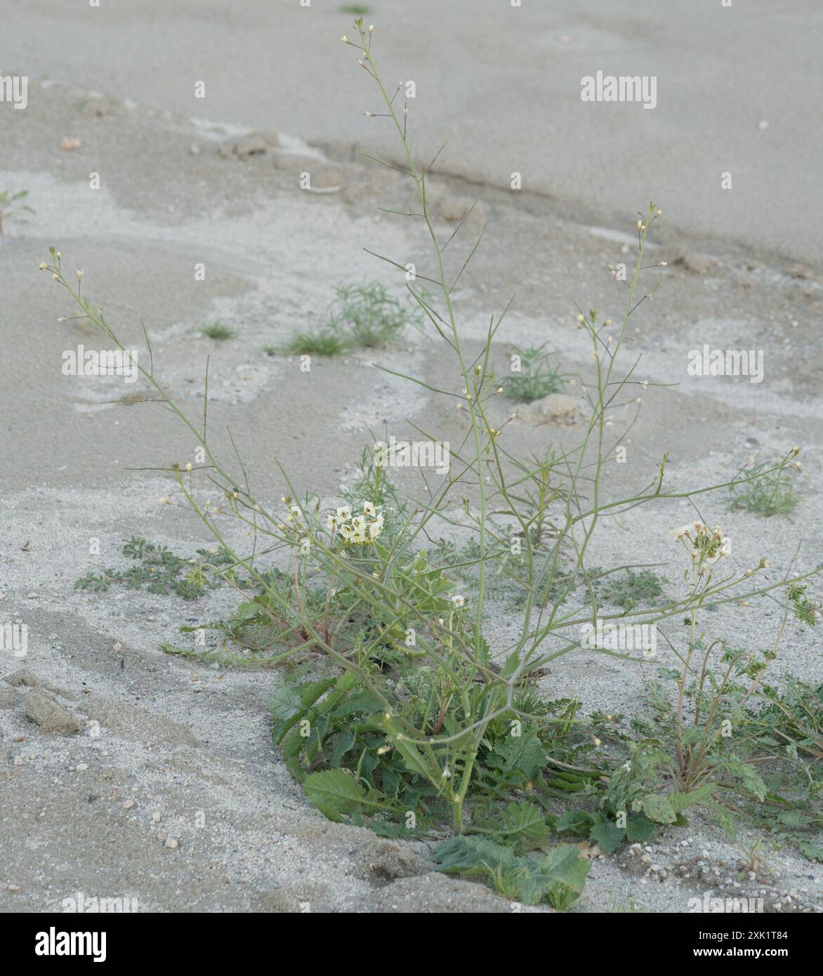 Saharan Mustard (Brassica tournefortii) Plantae Stock Photo - Alamy