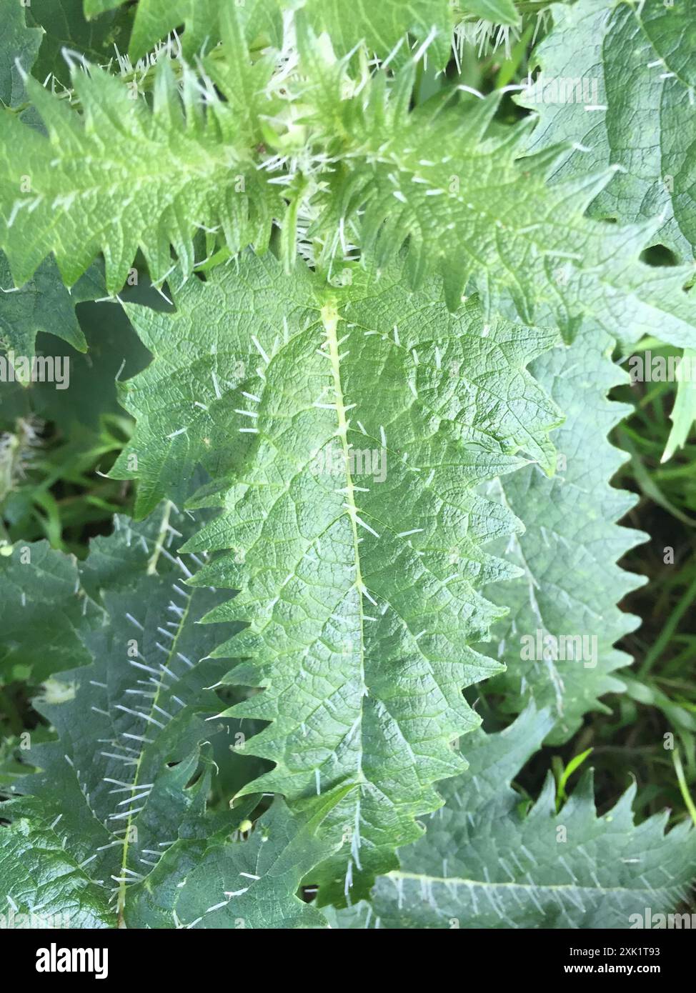 Tree Nettle (Urtica ferox) Plantae Stock Photo - Alamy