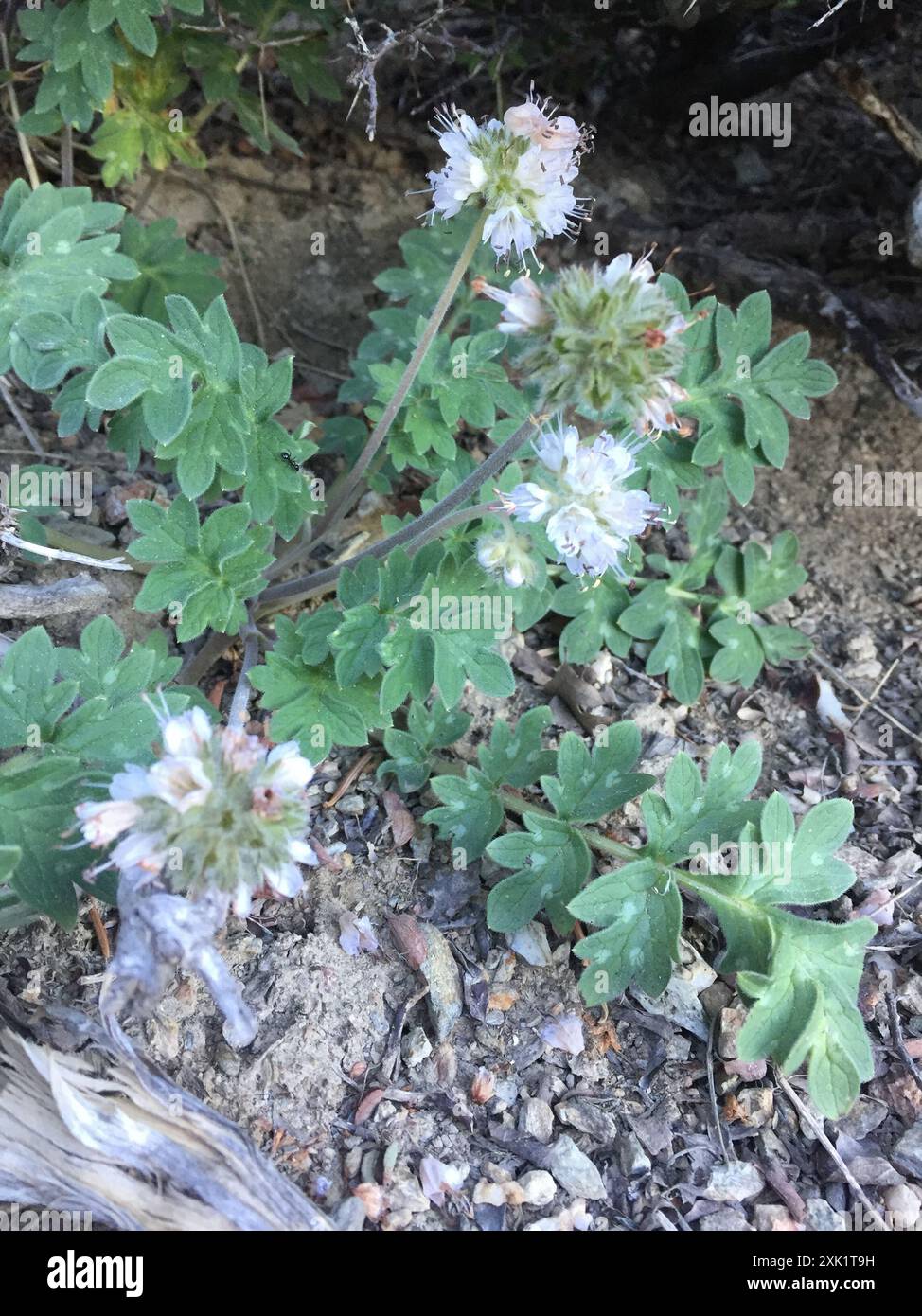 western waterleaf (Hydrophyllum occidentale) Plantae Stock Photo - Alamy