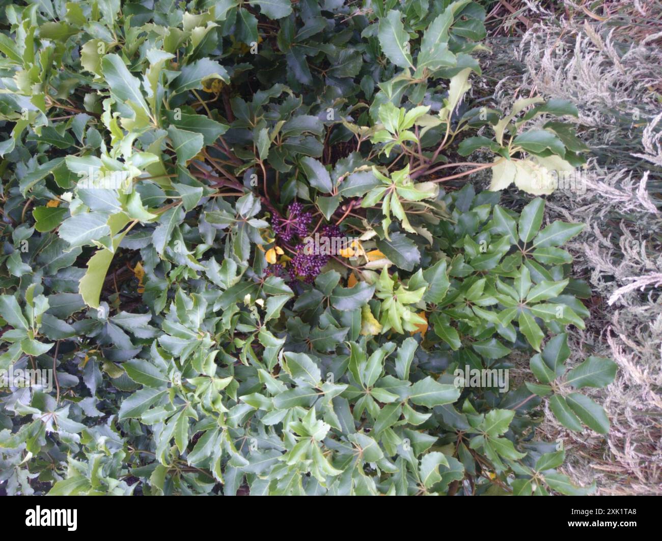 five finger (Pseudopanax arboreus) Plantae Stock Photo - Alamy