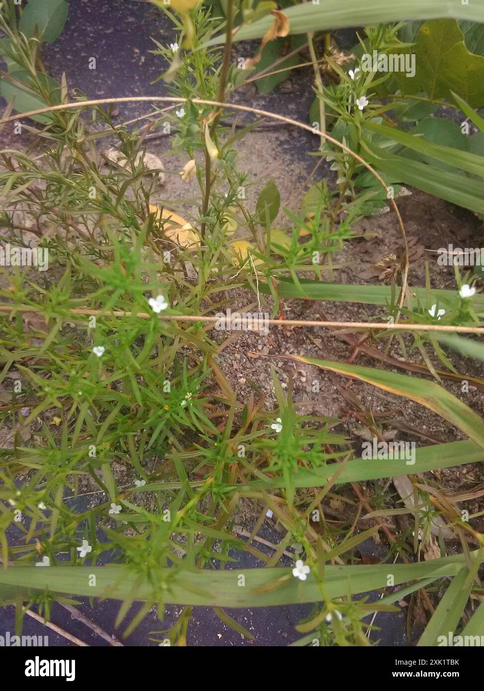 Rust Weed (Polypremum procumbens) Plantae Stock Photo - Alamy