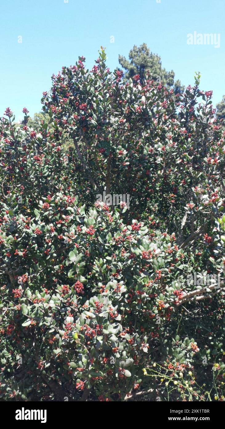 lemonade berry (Rhus integrifolia) Plantae Stock Photo - Alamy
