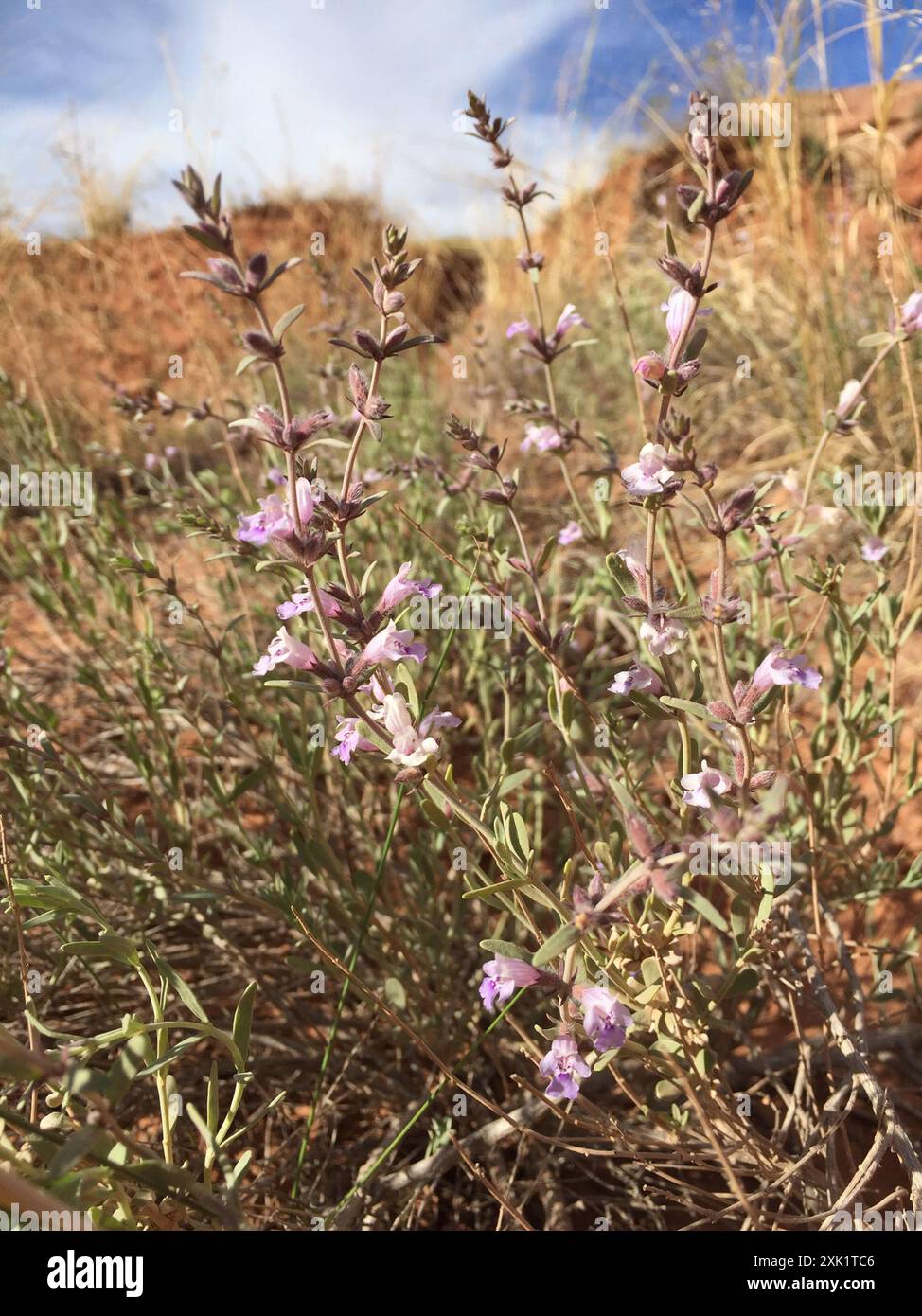 Frosted Mint (Poliomintha incana) Plantae Stock Photo - Alamy