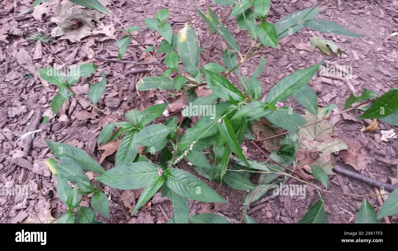 low smartweed (Persicaria longiseta) Plantae Stock Photo - Alamy