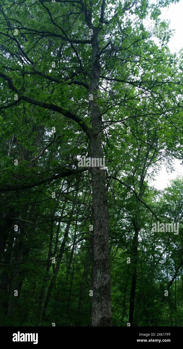 swamp white oak (Quercus bicolor) Plantae Stock Photo - Alamy