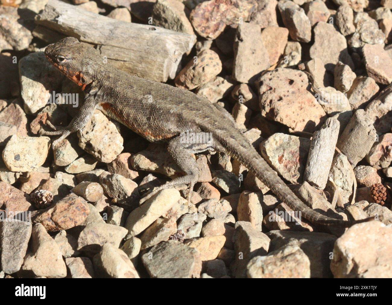 Common Sagebrush Lizard (Sceloporus graciosus) Reptilia Stock Photo - Alamy