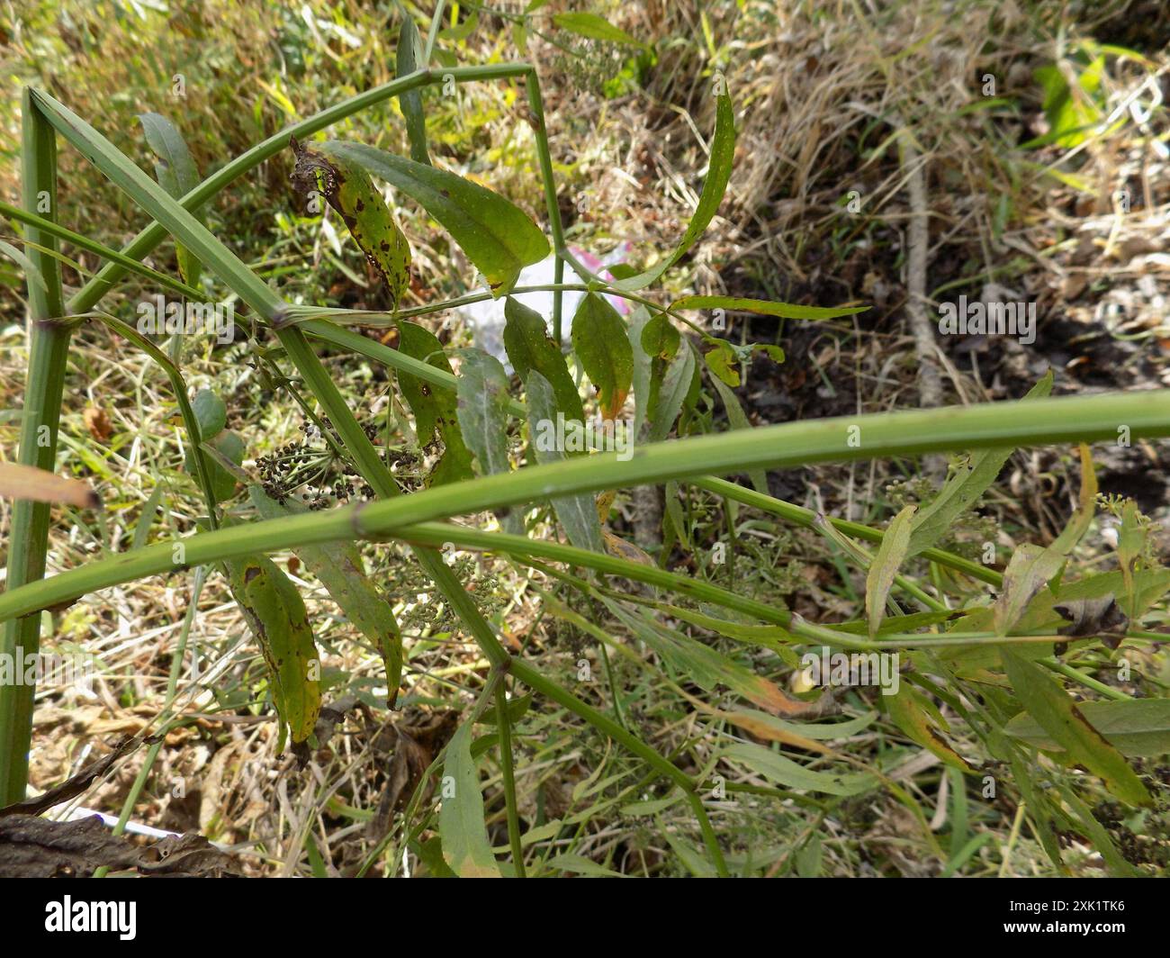 water parsnip (Sium suave) Plantae Stock Photo - Alamy