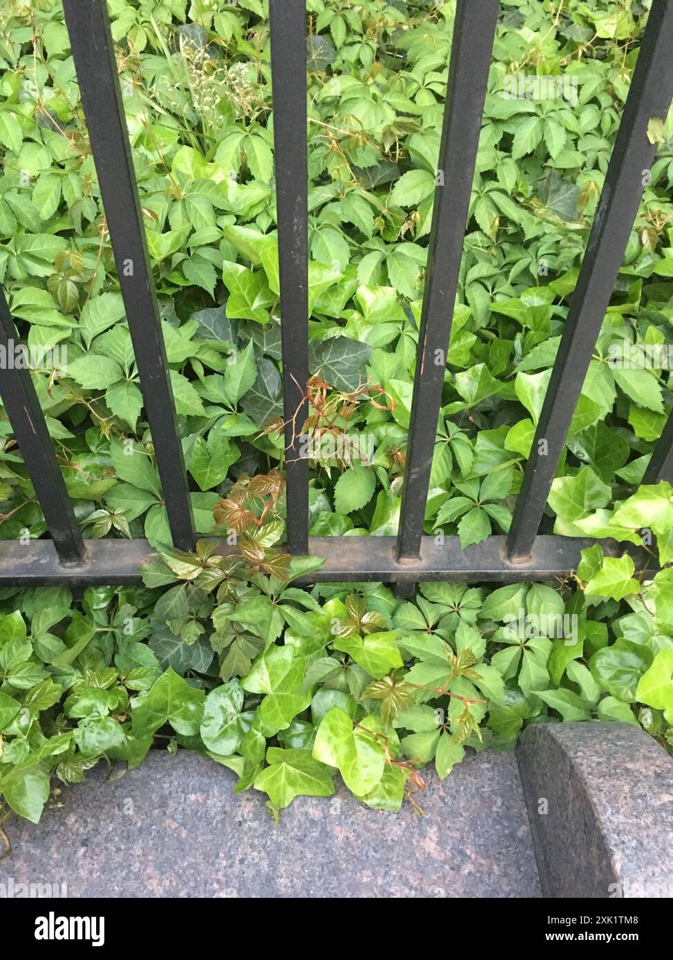 thicket creeper (Parthenocissus inserta) Plantae Stock Photo - Alamy