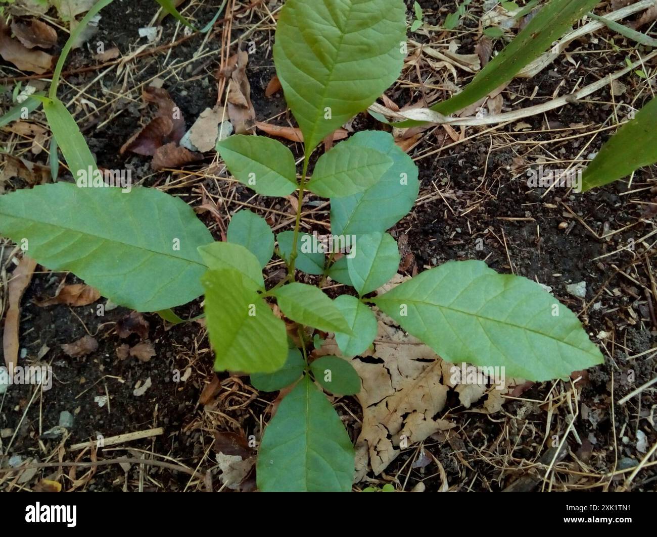 ashes (Fraxinus) Plantae Stock Photo - Alamy