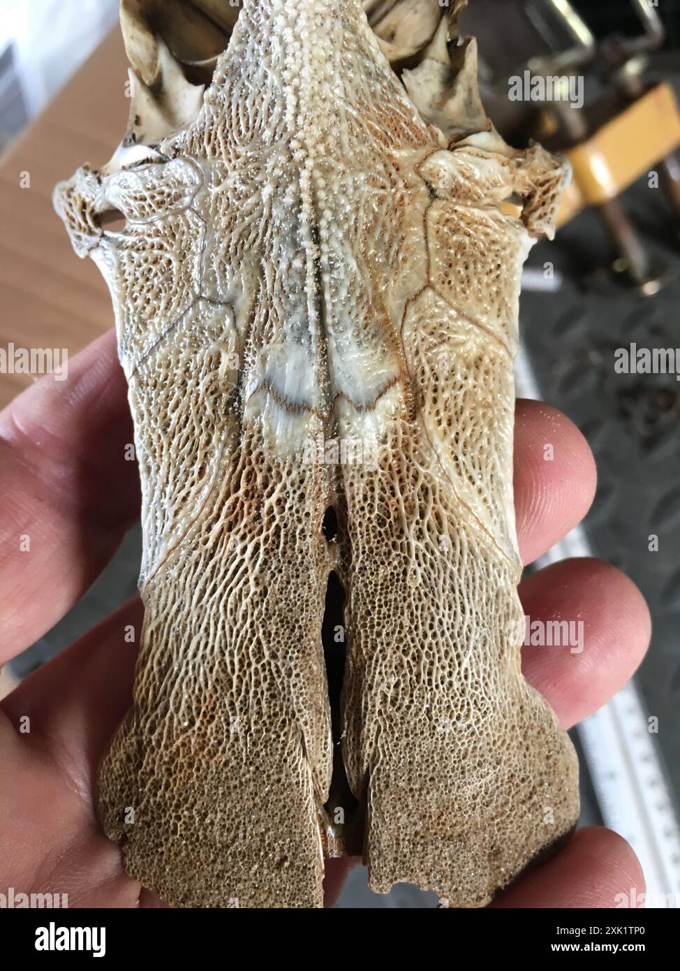 Gafftopsail Catfish (Bagre marinus) Actinopterygii Stock Photo - Alamy