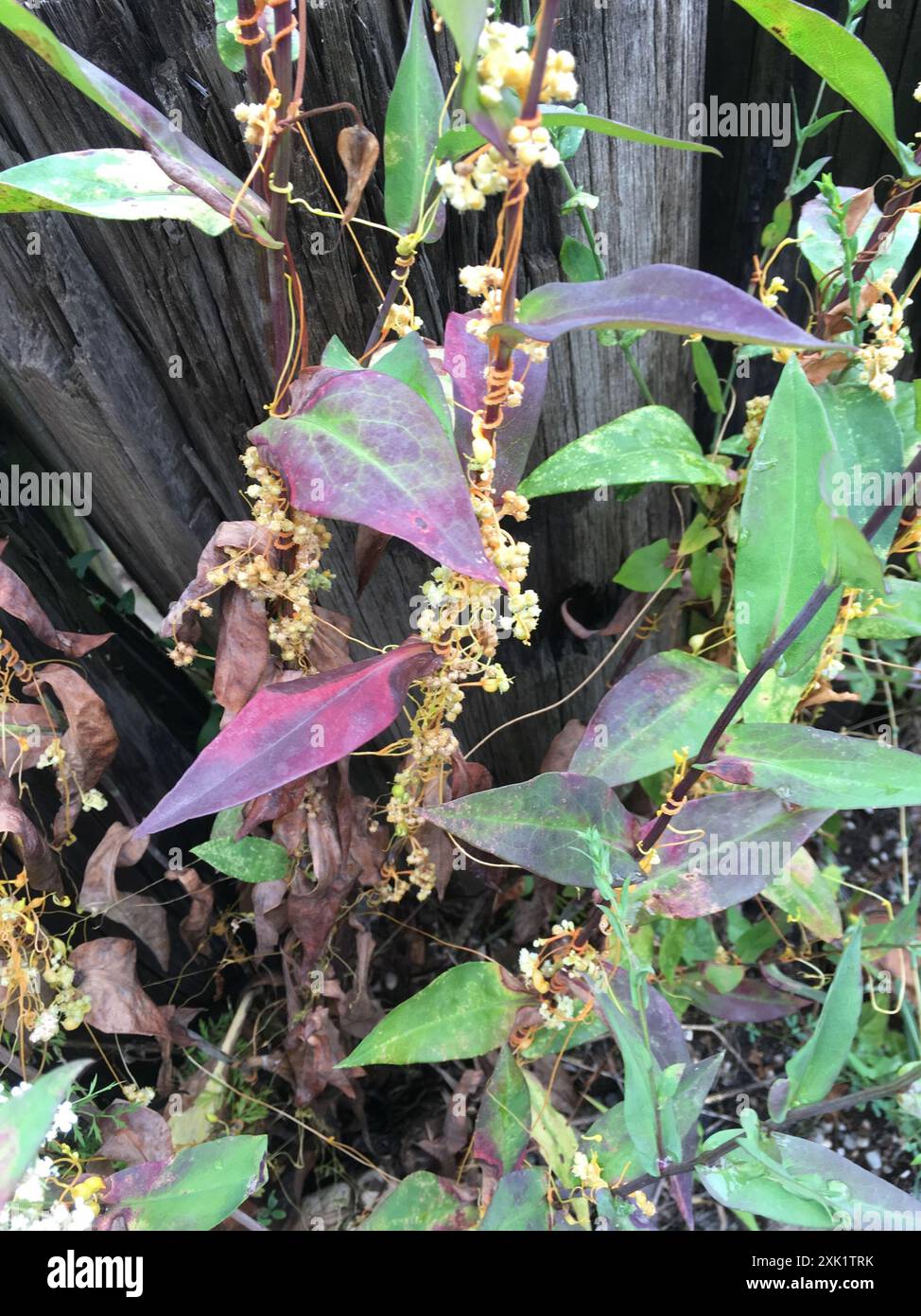 Five Angled Dodder (Cuscuta pentagona) Plantae Stock Photo - Alamy