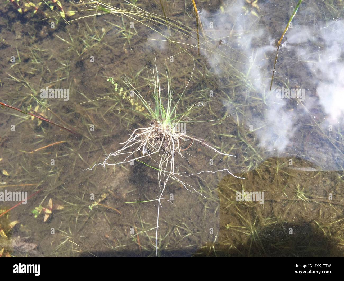 quillworts (Isoetes) Plantae Stock Photo - Alamy