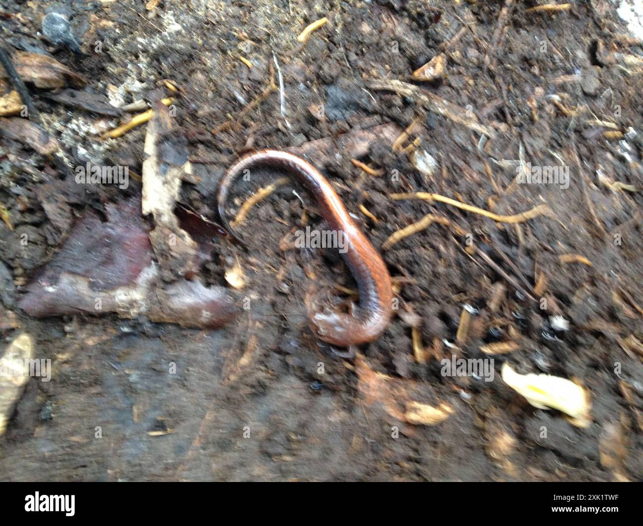 Southern Red-backed Salamander (Plethodon serratus) Amphibia Stock ...