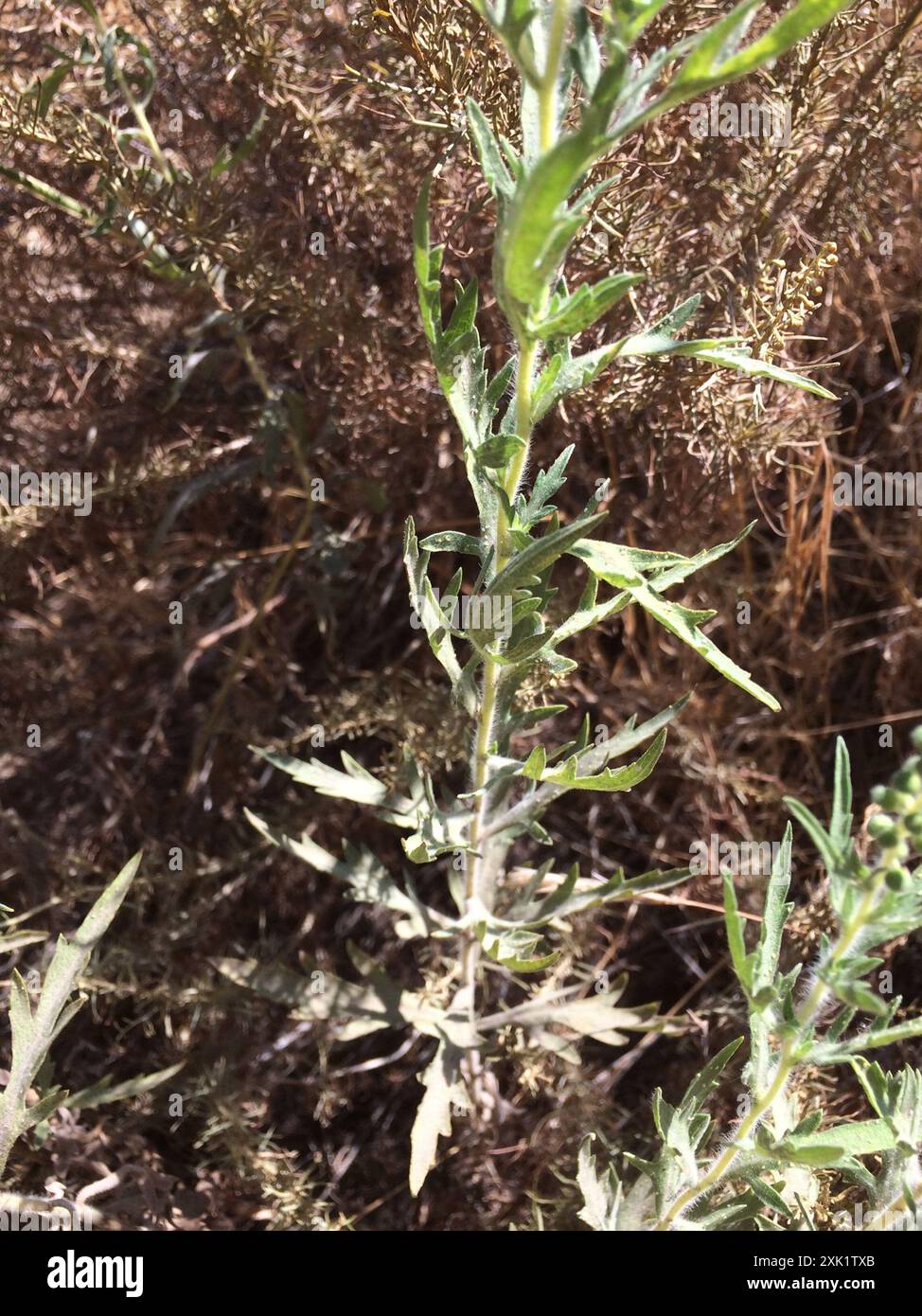 western ragweed (Ambrosia psilostachya) Plantae Stock Photo - Alamy