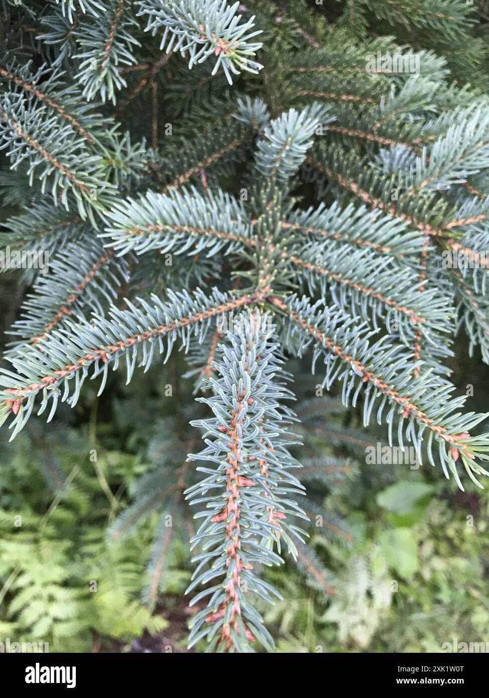 white spruce (Picea glauca) Plantae Stock Photo - Alamy