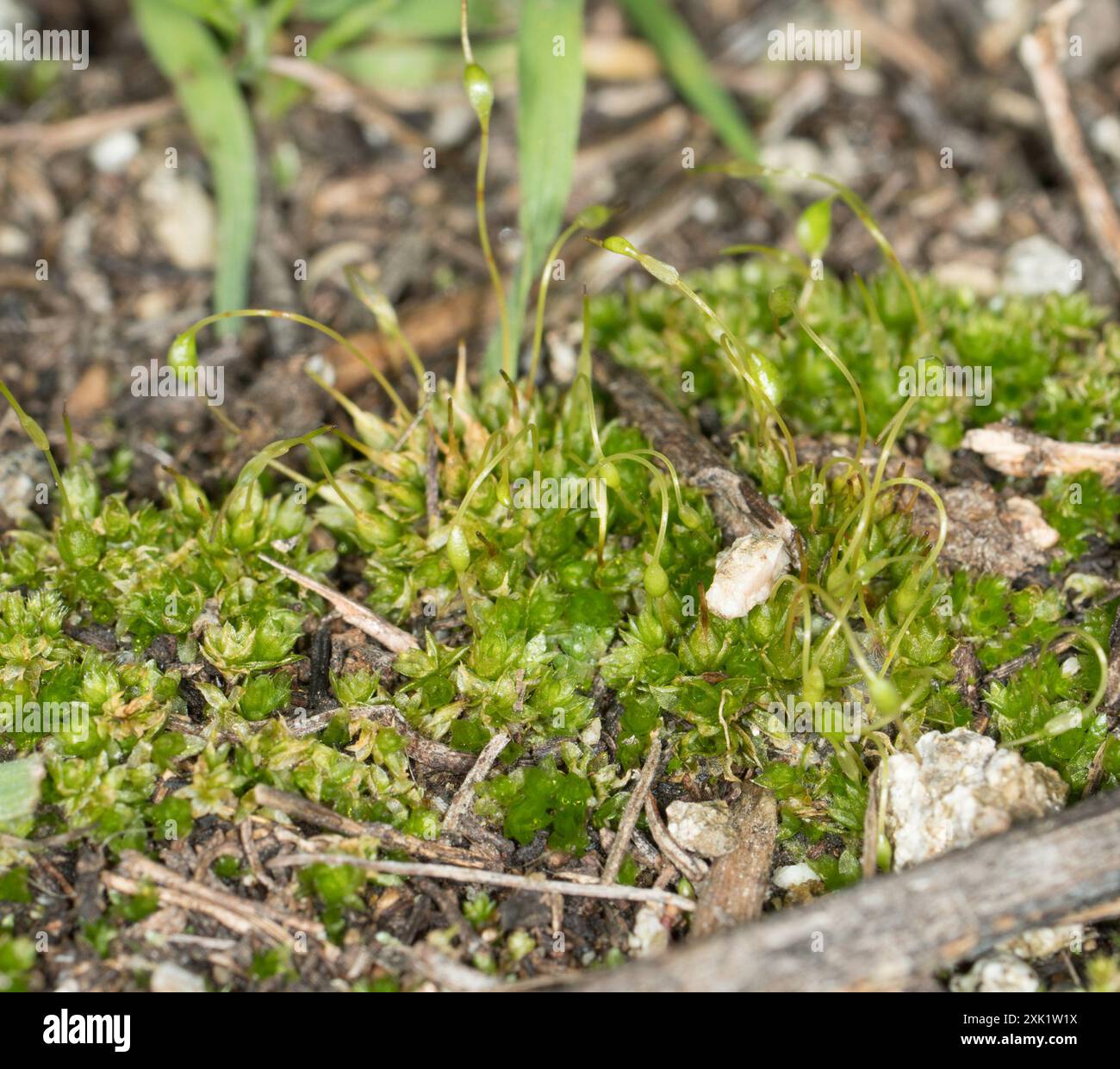 Bonfire moss (Funaria hygrometrica) Plantae Stock Photo - Alamy