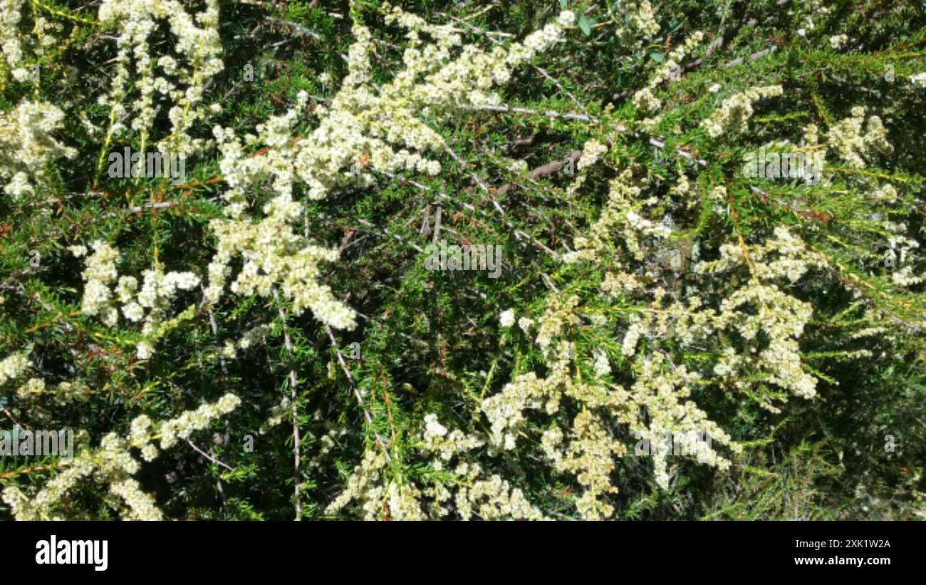 chamise (Adenostoma fasciculatum) Plantae Stock Photo - Alamy