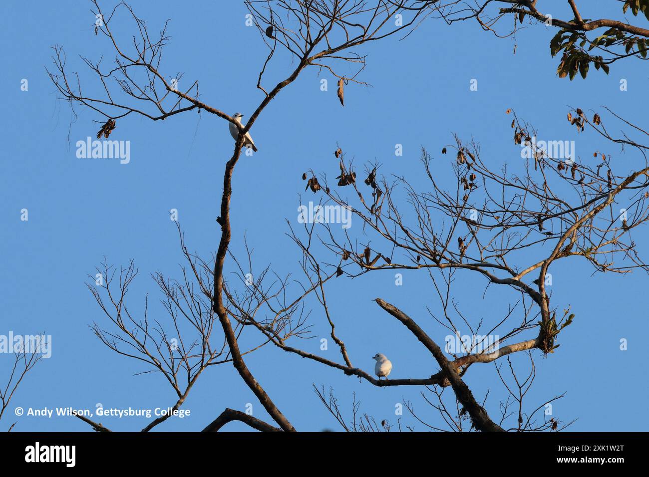 Carpodectes hi-res stock photography and images - Alamy