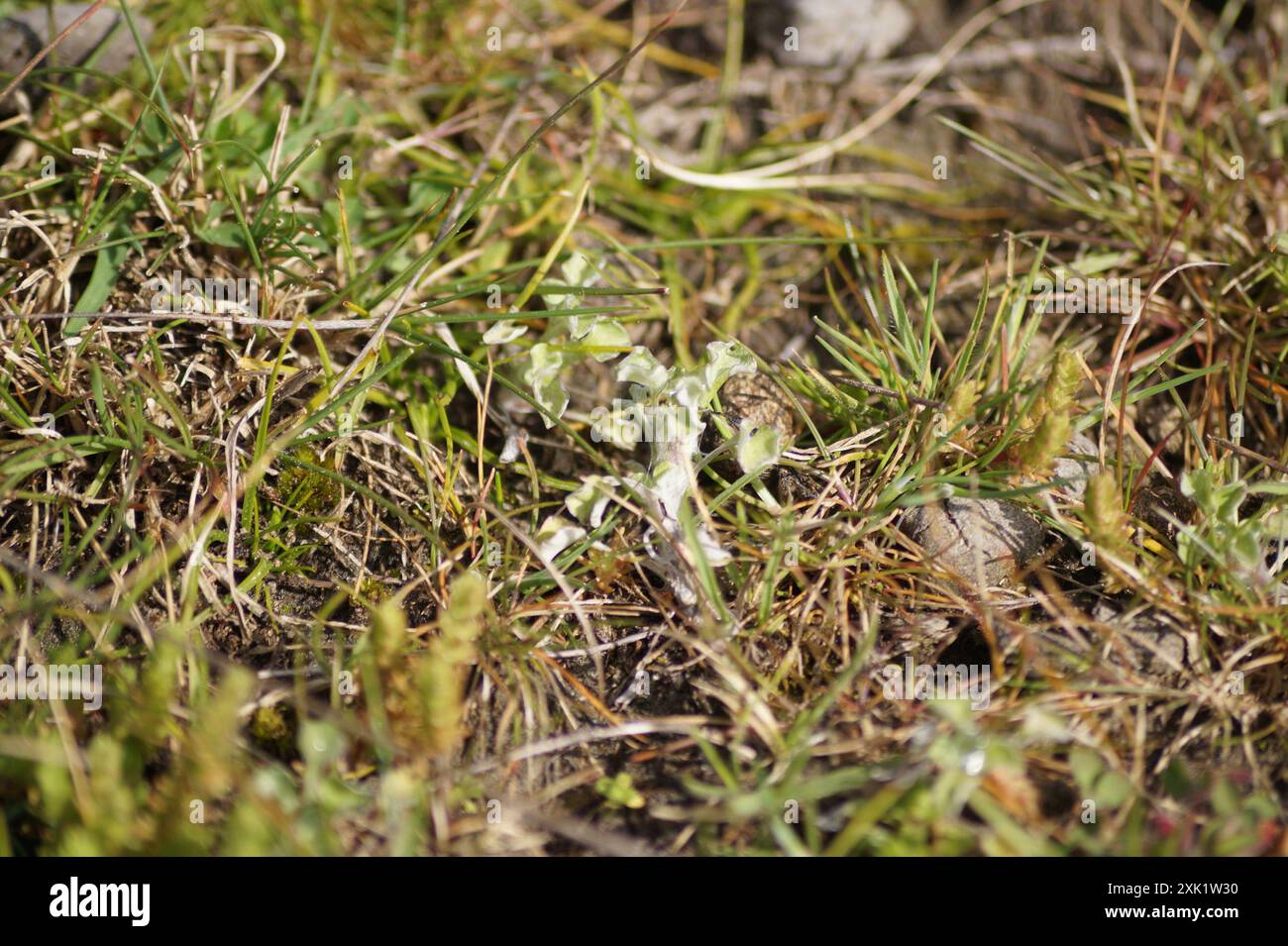 Spoon Leaved Cudweed (Stuartina muelleri) Plantae Stock Photo - Alamy