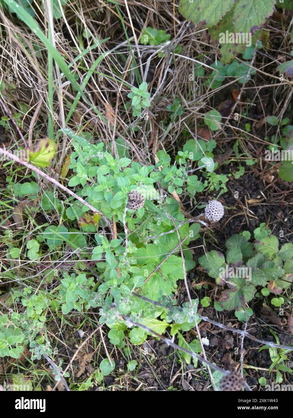 Coyote Mint (Monardella villosa) Plantae Stock Photo - Alamy